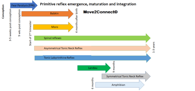 Primitive Reflexes - Move2Connect Neurodevelopmental Therapy
