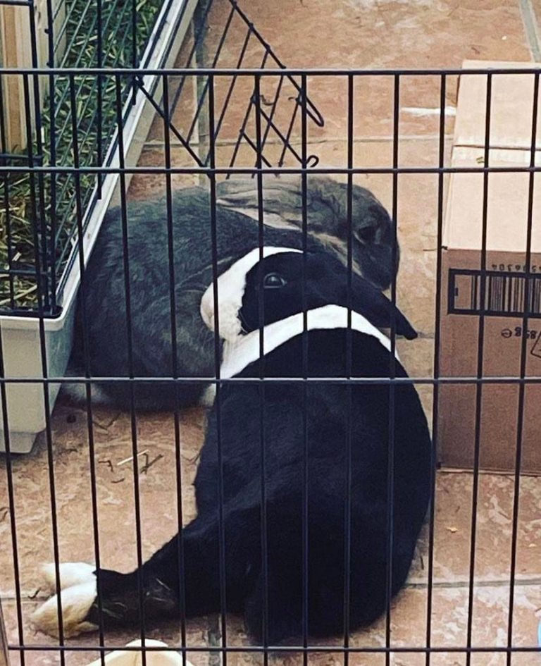 The Safe and Sound Protocol and Rabbits - Move2Connect Primitive Reflex ...